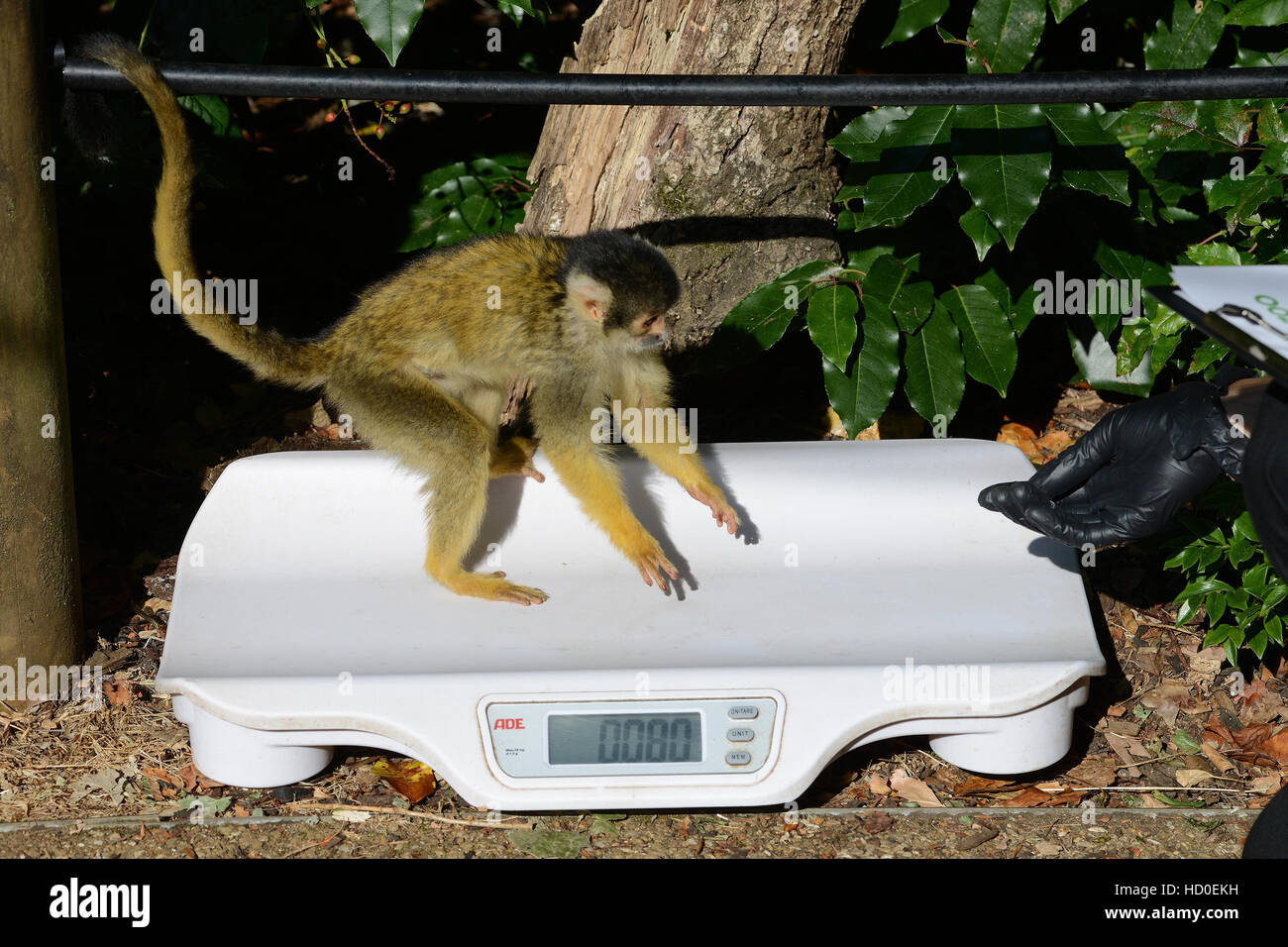 London Zoo keepers record the weight and height of over 17000 animals ...