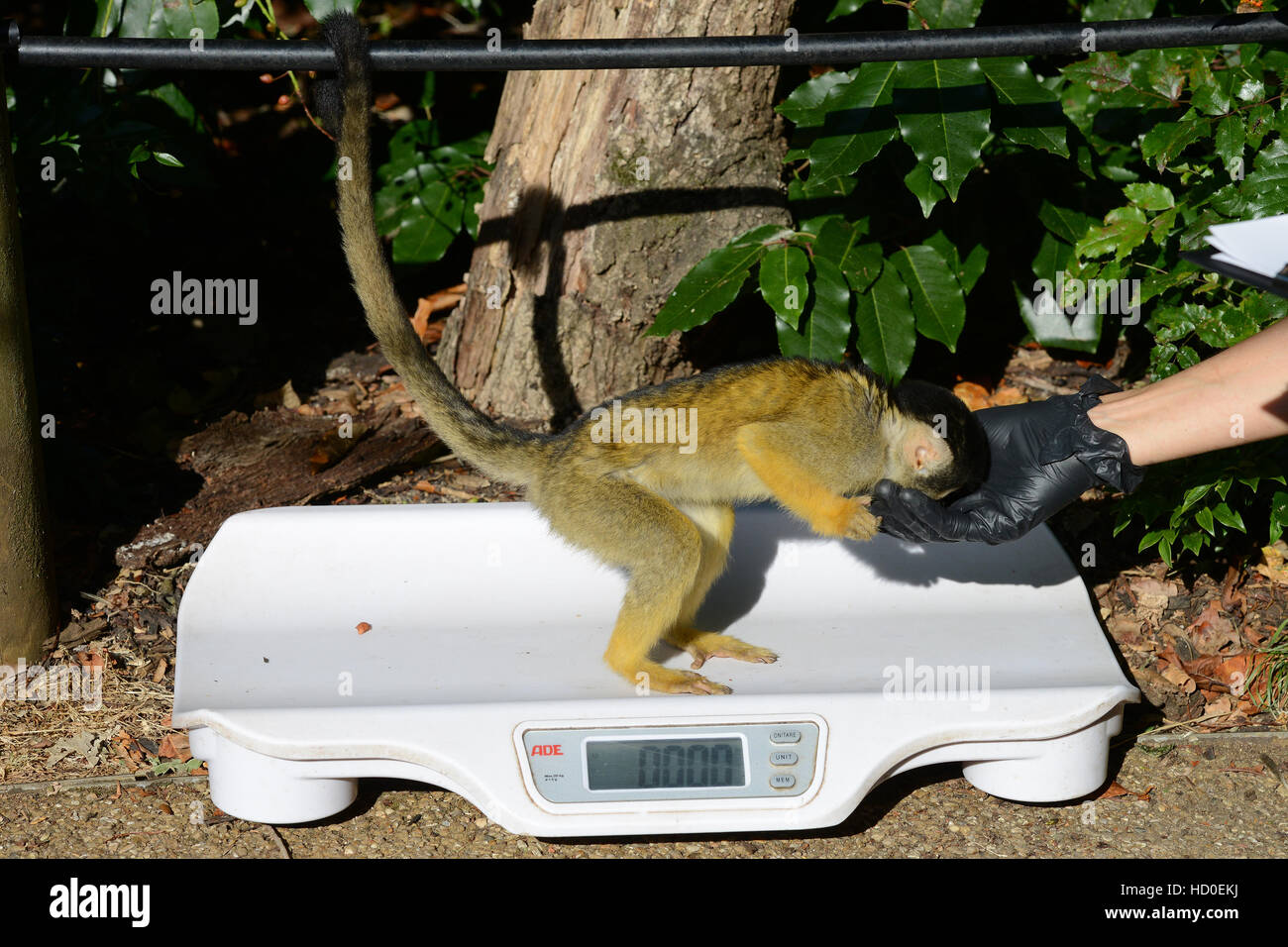 London Zoo keepers record the weight and height of over 17000 animals ...