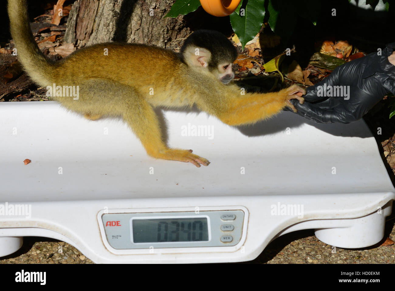 London Zoo keepers record the weight and height of over 17000 animals ...