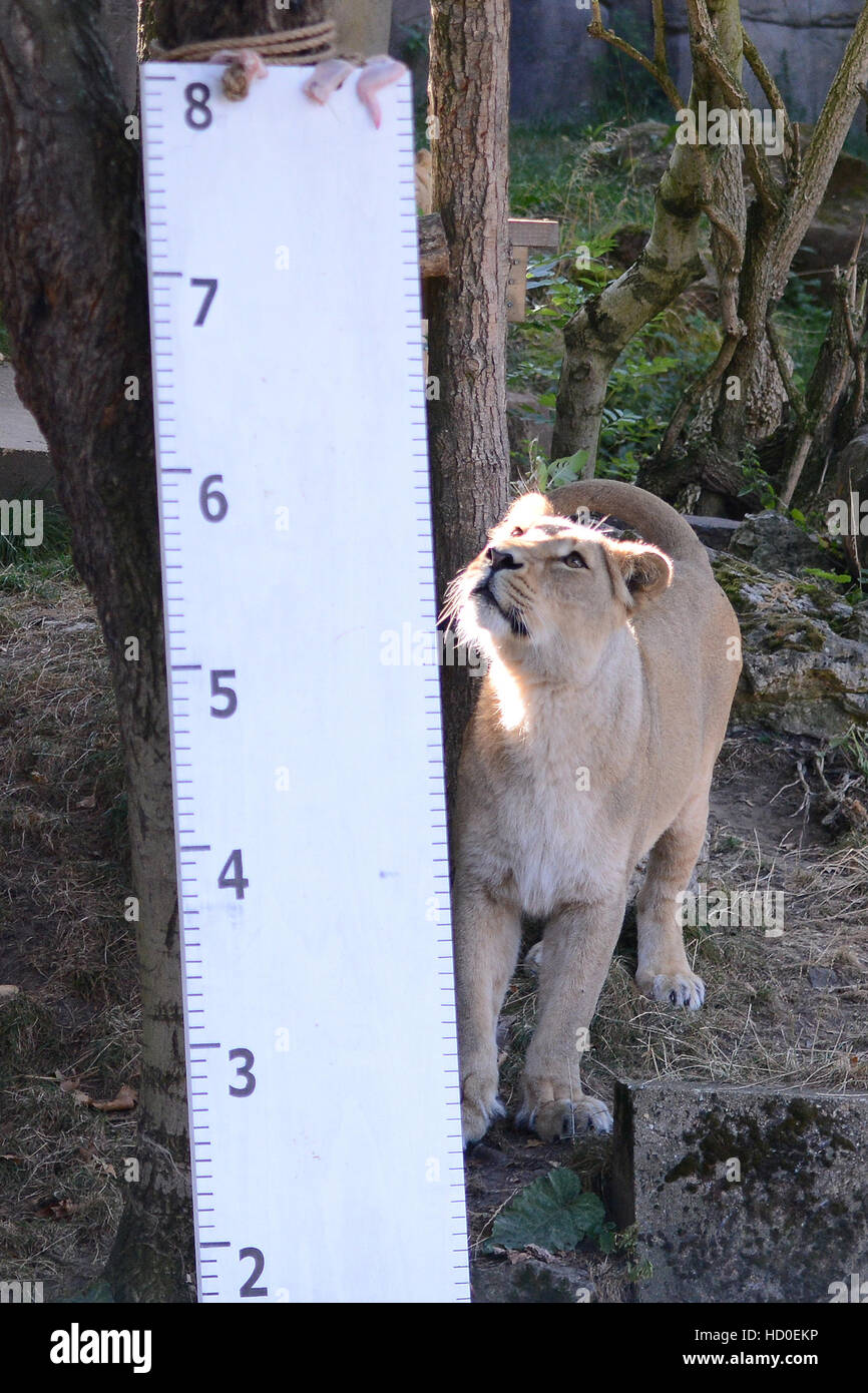 London Zoo keepers record the weight and height of over 17000 animals ...