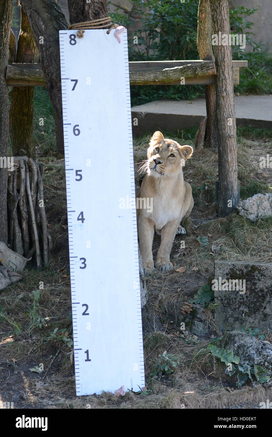 London Zoo keepers record the weight and height of over 17000 animals ...