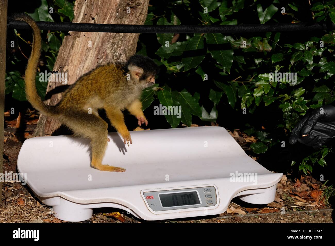 Animals are weighed and measured at London Zoo, including Lions , a ...