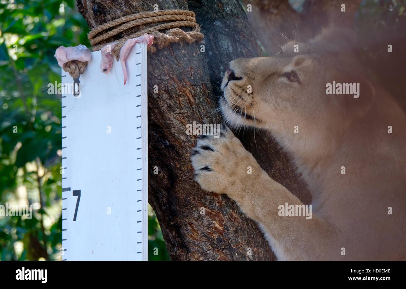 Animals are weighed and measured at London Zoo, including Lions , a ...