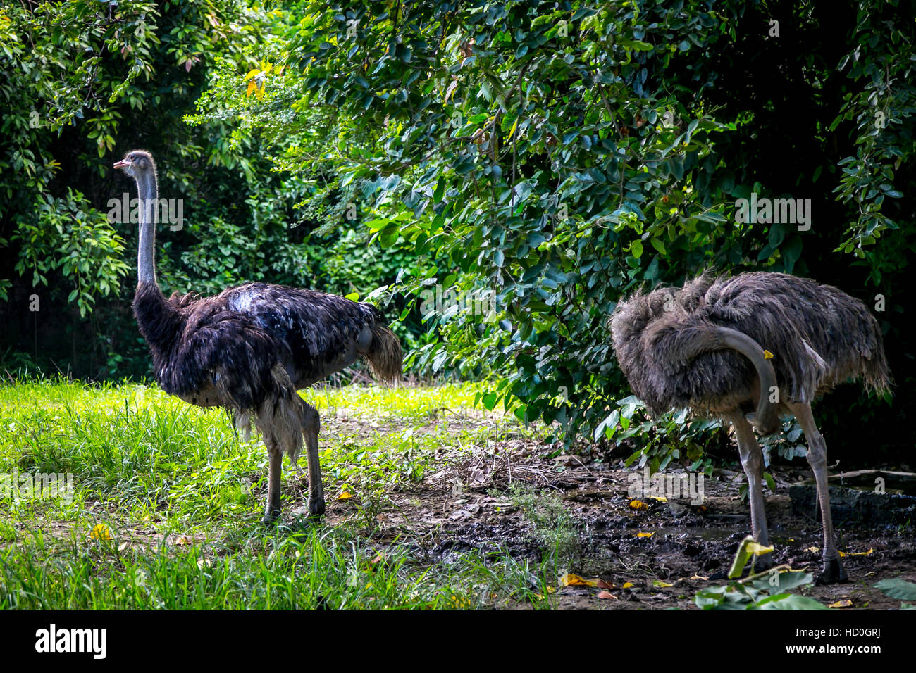 Beautiful view bird in park hi-res stock photography and images - Alamy