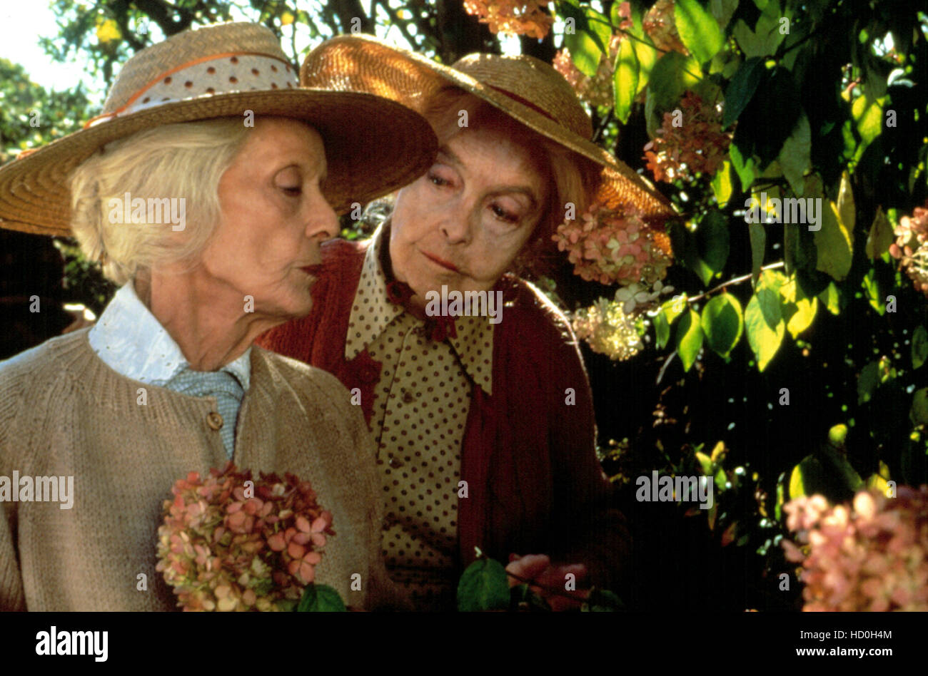 The Whales Of August Bette Davis Lillian Gish 1987 © Alive Filmscourtesy Everett Collection