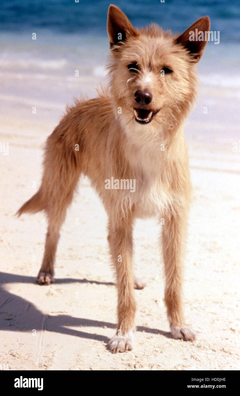 ZEUS AND ROXANNE, 1997, (c)MGM/courtesy Everett Collection Stock Photo ...