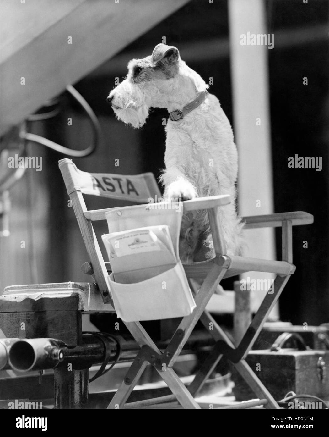 THIN MAN series dog star Asta, 1945 Stock Photo - Alamy