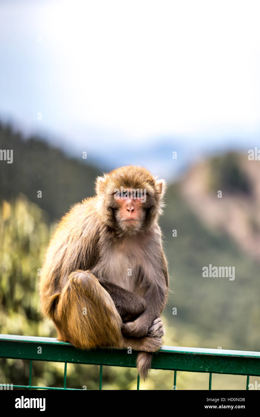 Animal Portrait of Himalayan Monkey taken at Shimla, India Stock Photo ...