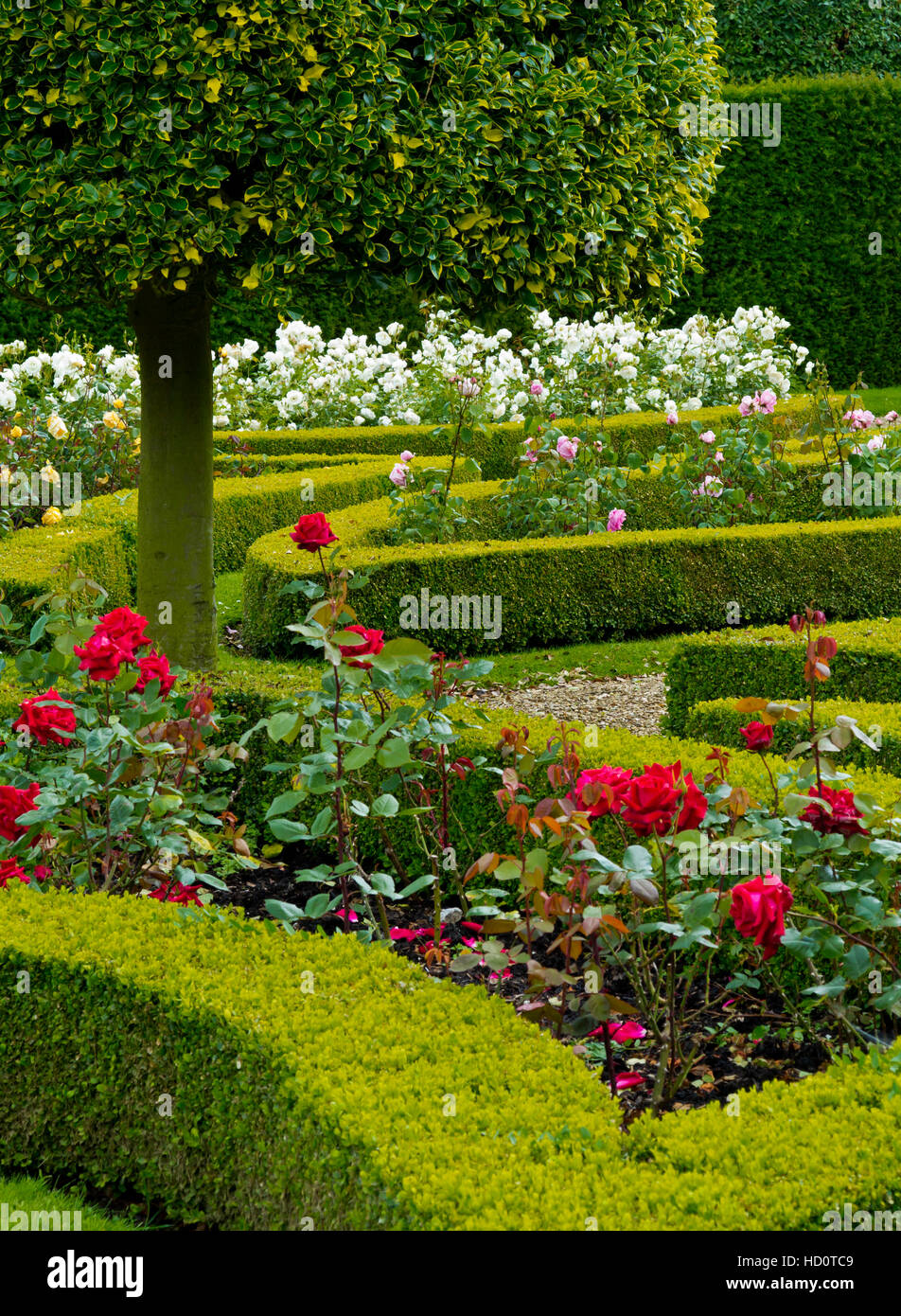 Royal william rose uk gardens hi-res stock photography and images - Alamy