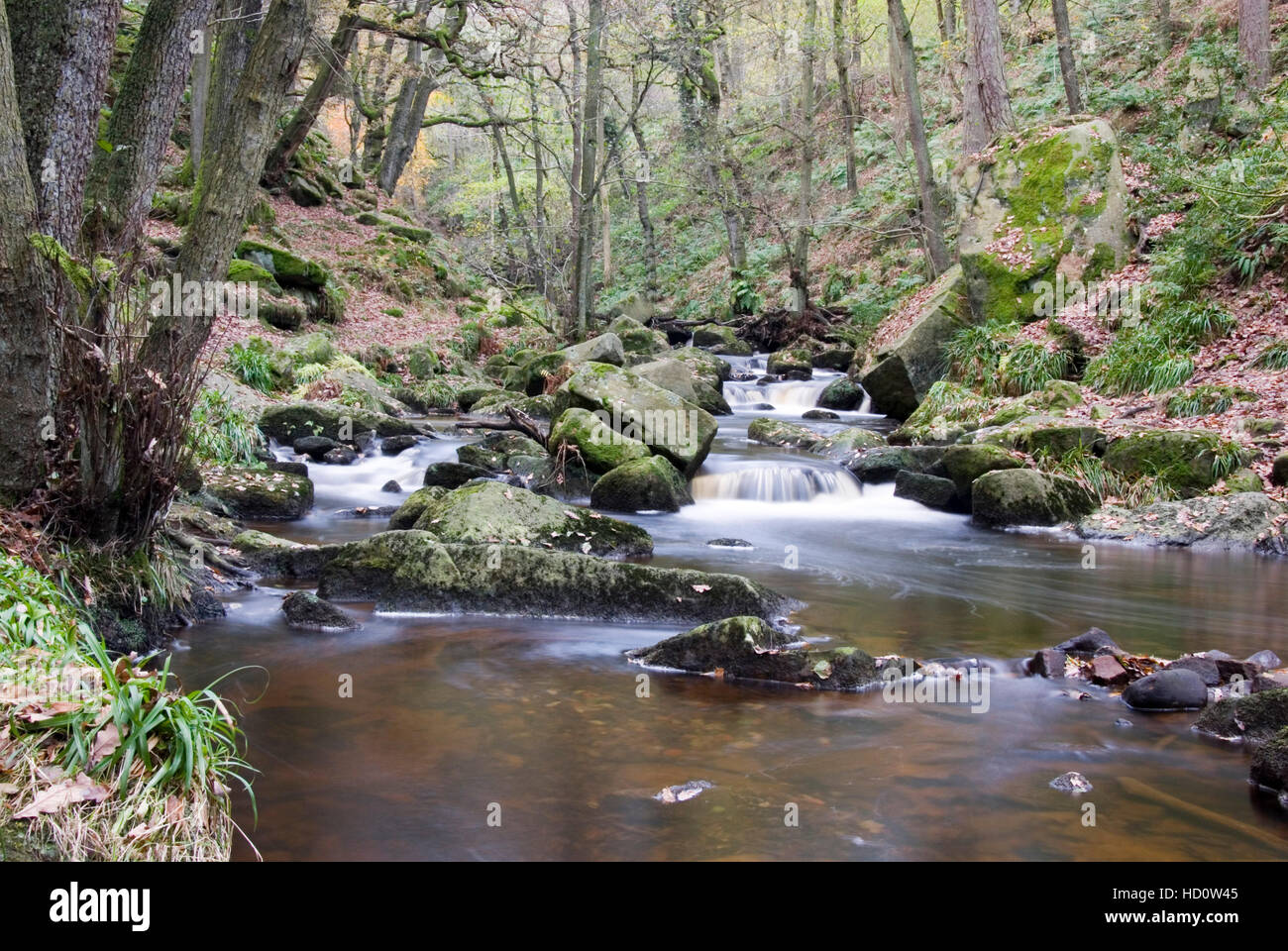 Burbage Brook flows down the forested rocky river valley of Padley ...