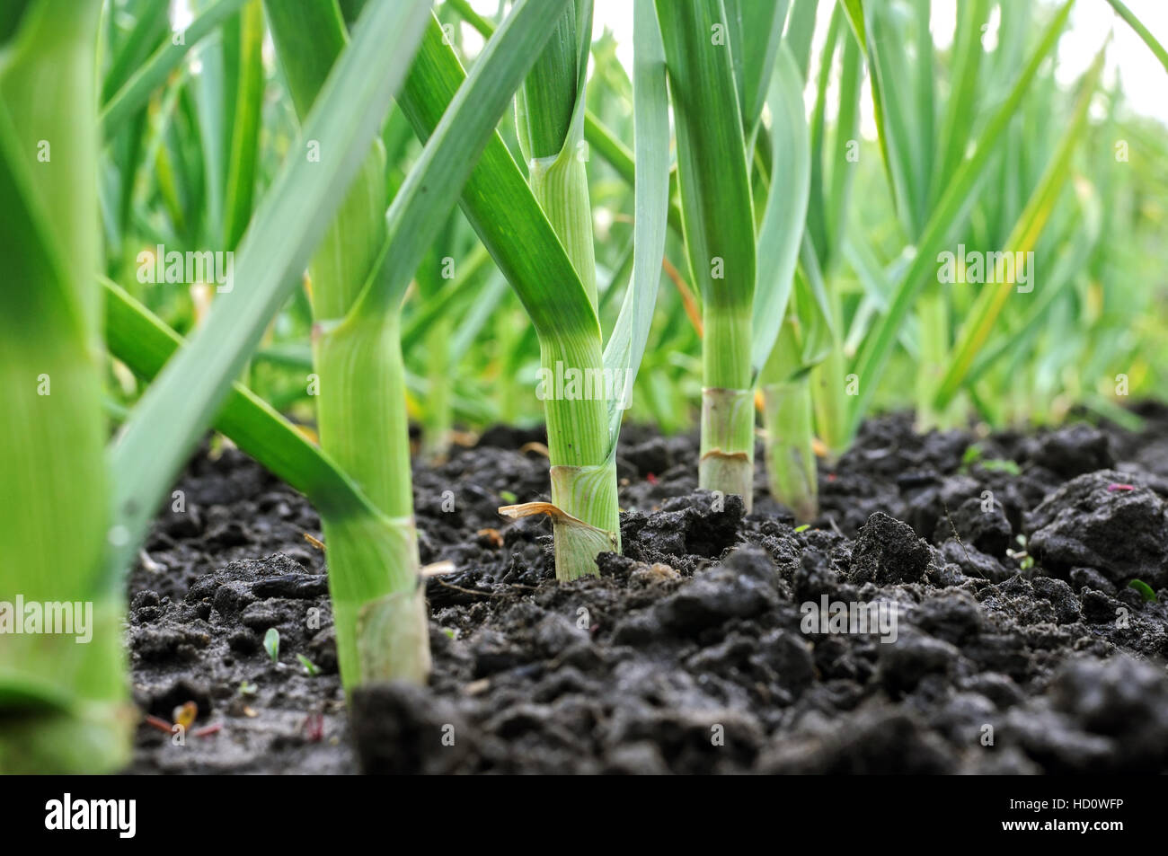 Garlic stem hi-res stock photography and images - Alamy