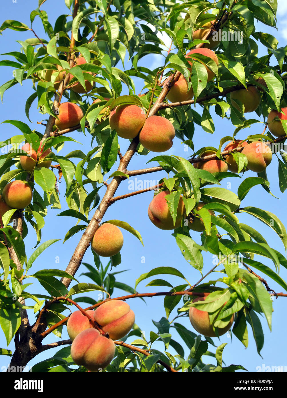 Peach and berry hi-res stock photography and images - Alamy