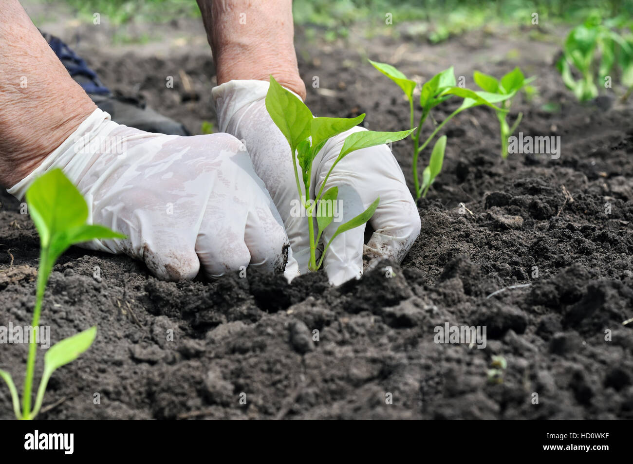 farmer planting a pepper seedling Stock Photo - Alamy