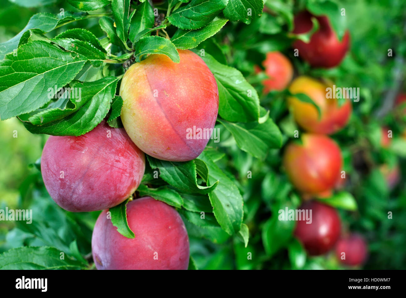 ripe plums on a tree branch Stock Photo - Alamy