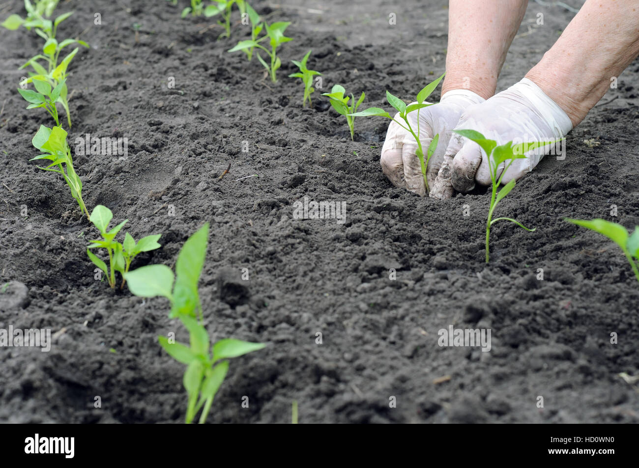 farmer planting a pepper seedling Stock Photo - Alamy