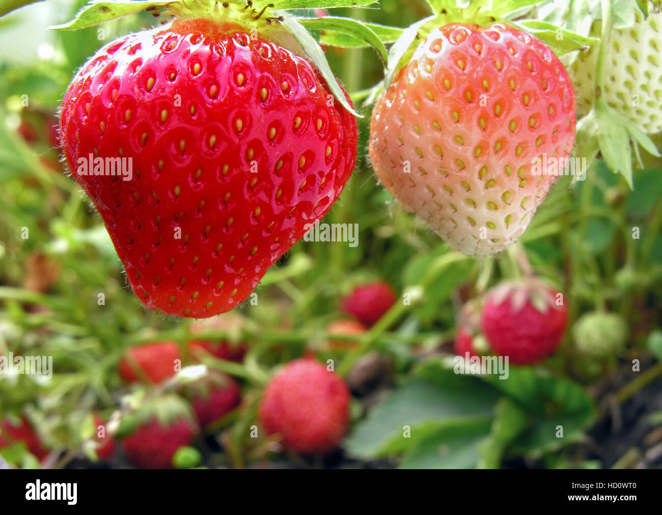 close-up of ripening strawberry Stock Photo - Alamy