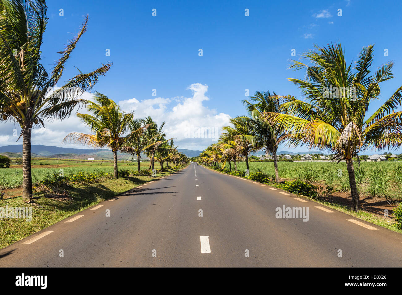 Countryside road lined with palm trees in the south part of Mauritius ...