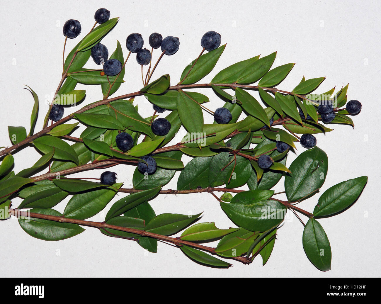 Mirtle (myrthus communis Stock Photo - Alamy