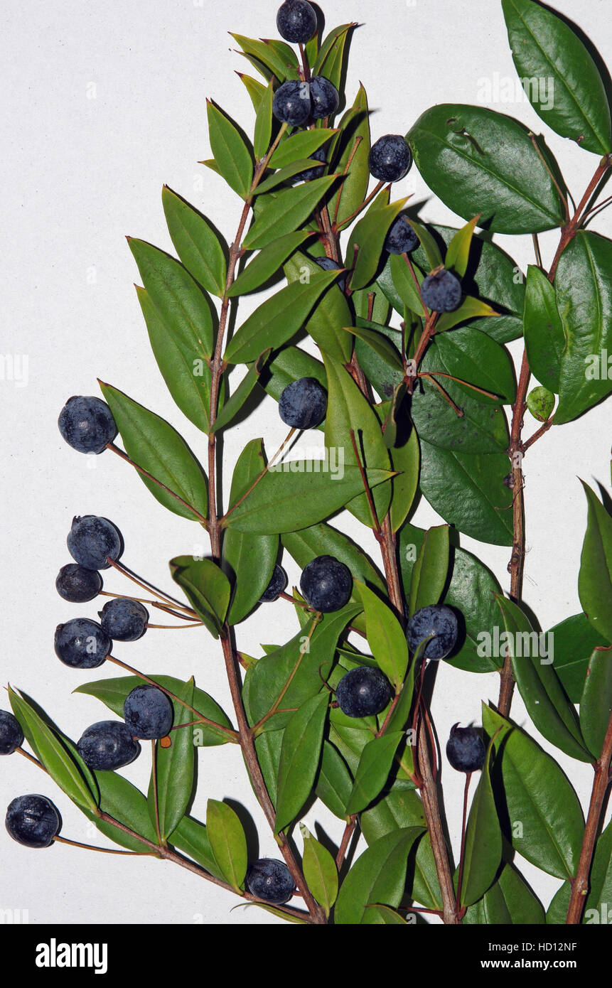 Mirtle hi-res stock photography and images - Alamy