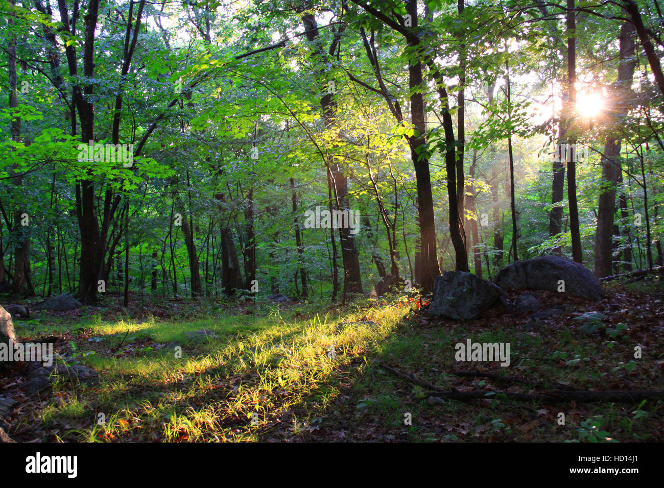 Sun shining through trees in a summer forest Stock Photo - Alamy