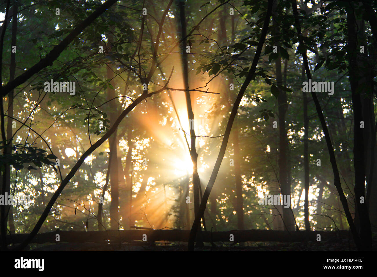 Sun shining through trees in a summer forest Stock Photo - Alamy