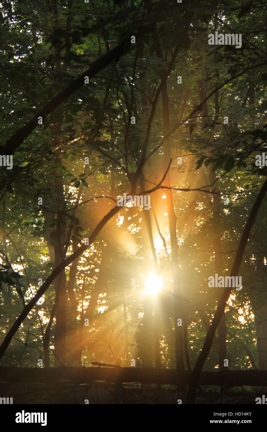 Sun shining through trees in a summer forest Stock Photo - Alamy