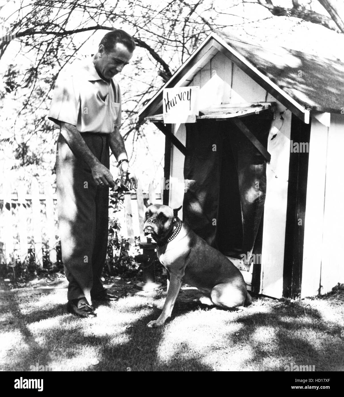 Humphrey Bogart, at home with his boxer, 'Harvey,' December 1950 Stock ...
