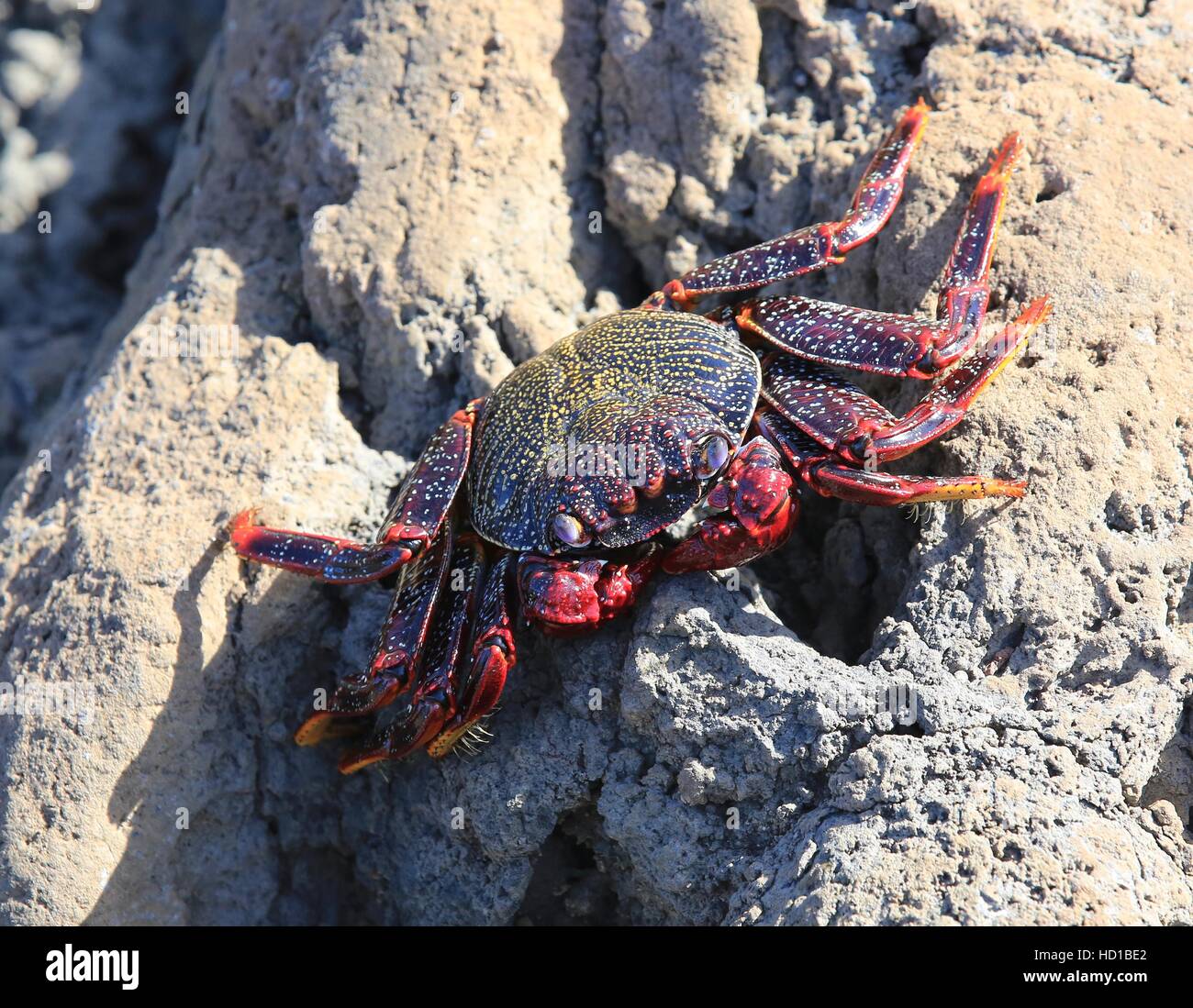 Crab, Red Crab Stock Photo - Alamy