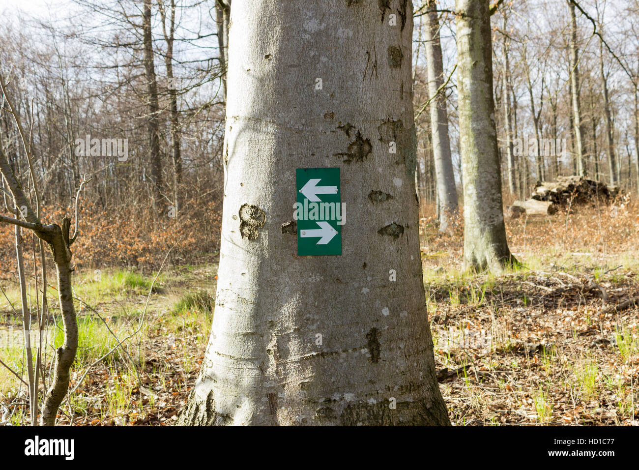 Sign with hiking directions in the forest Stock Photo - Alamy