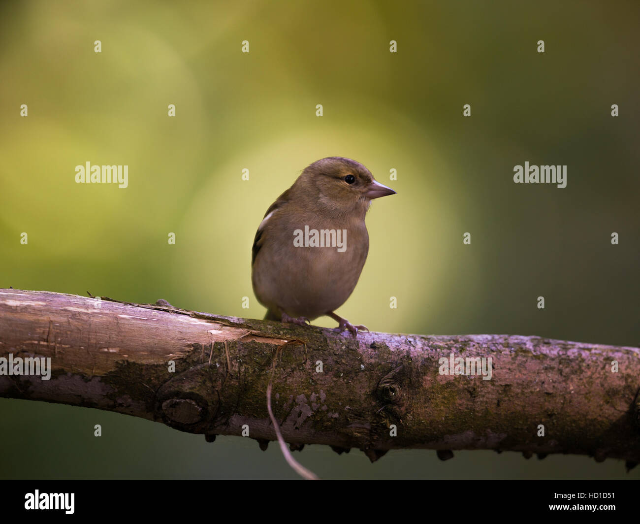 Cute chaffinch hi-res stock photography and images - Alamy