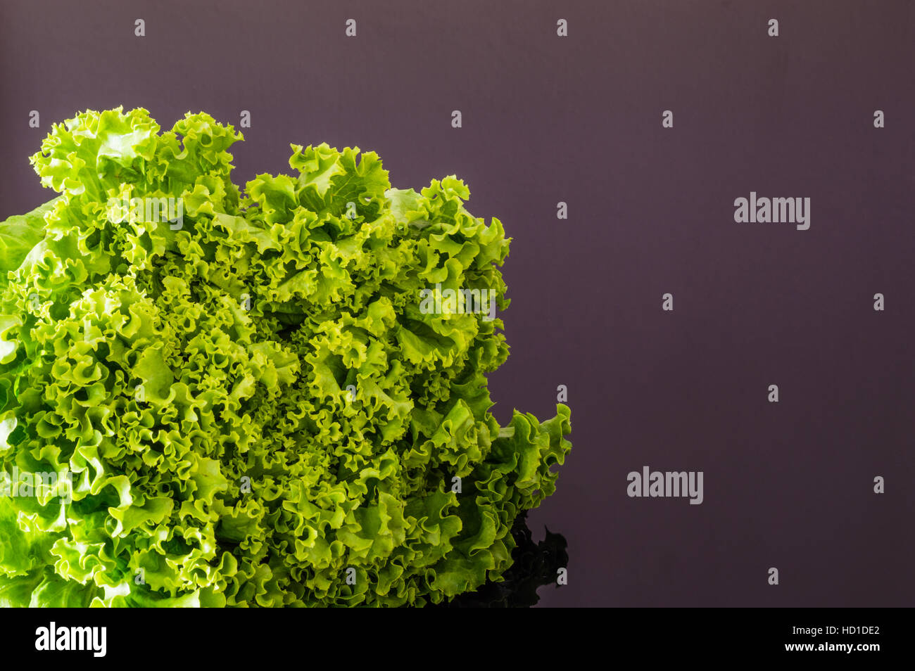 Green leaves of fresh head lettuce for salad Stock Photo - Alamy