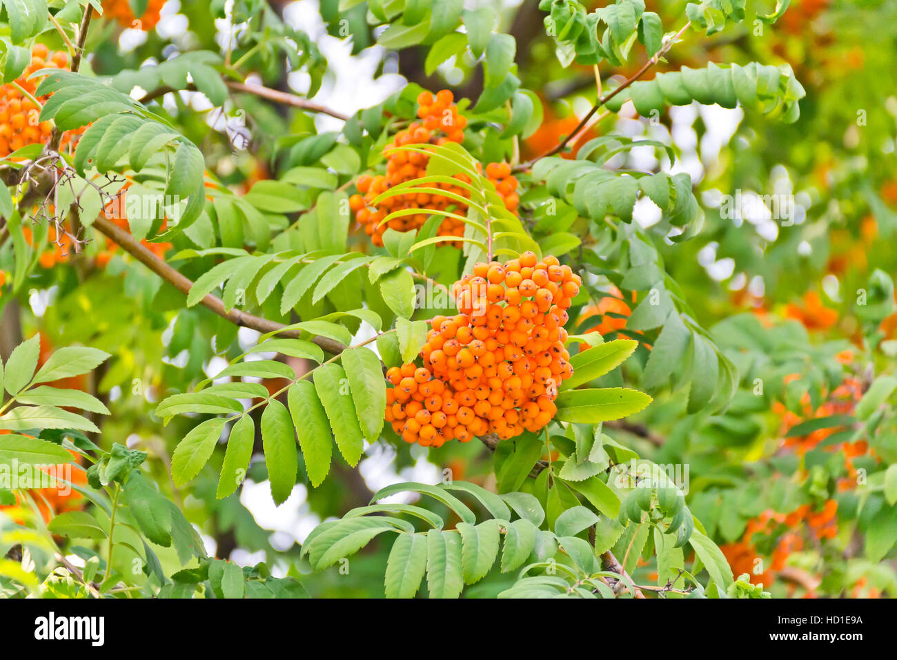 Rowanberry hi-res stock photography and images - Alamy