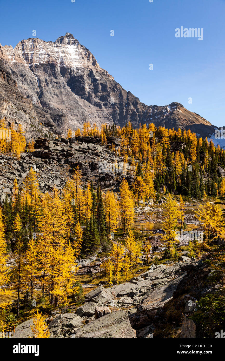 Golden Alpine Larch (Larix lyallii) display their fall color at Lake O ...