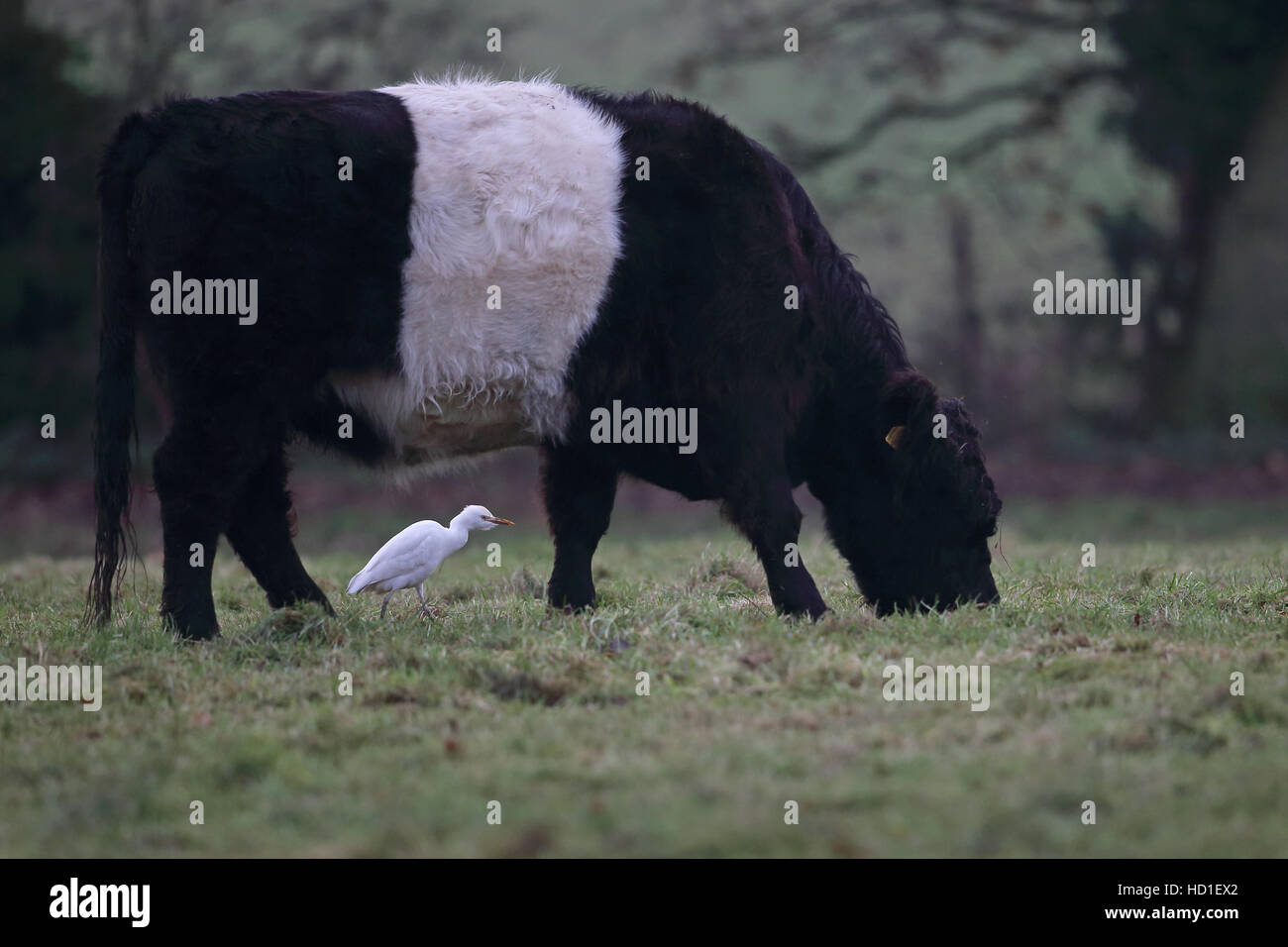 Cattle egrets cow hi-res stock photography and images - Alamy