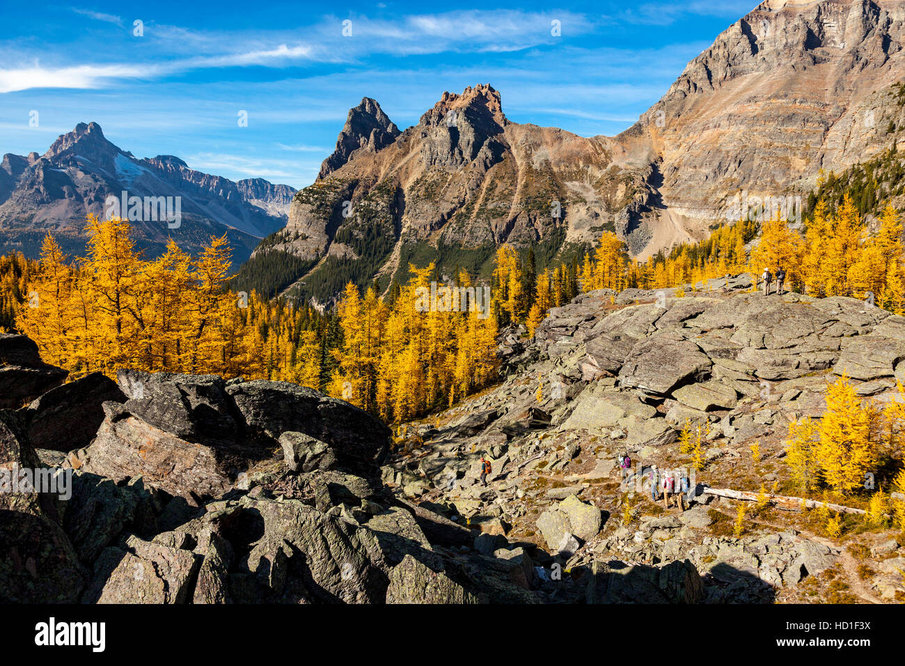 Golden Alpine Larch (Larix lyallii) display their fall color at Lake O ...