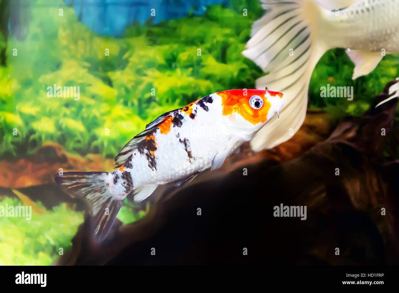 Photo of fish Cyprinus carpio koi in aquarium Stock Photo - Alamy