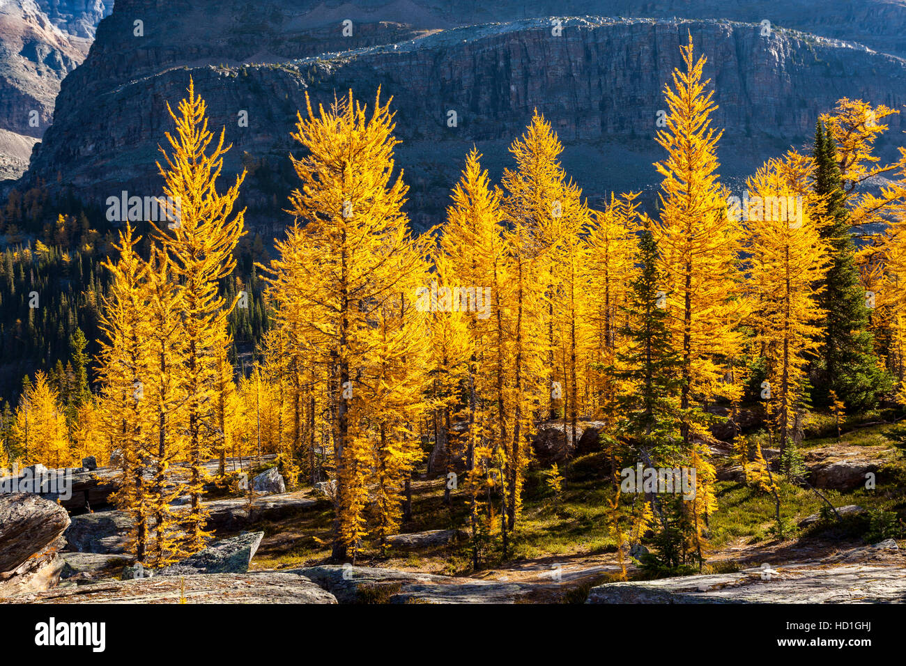 Golden Alpine Larch (Larix lyallii) display their fall color at Lake O ...
