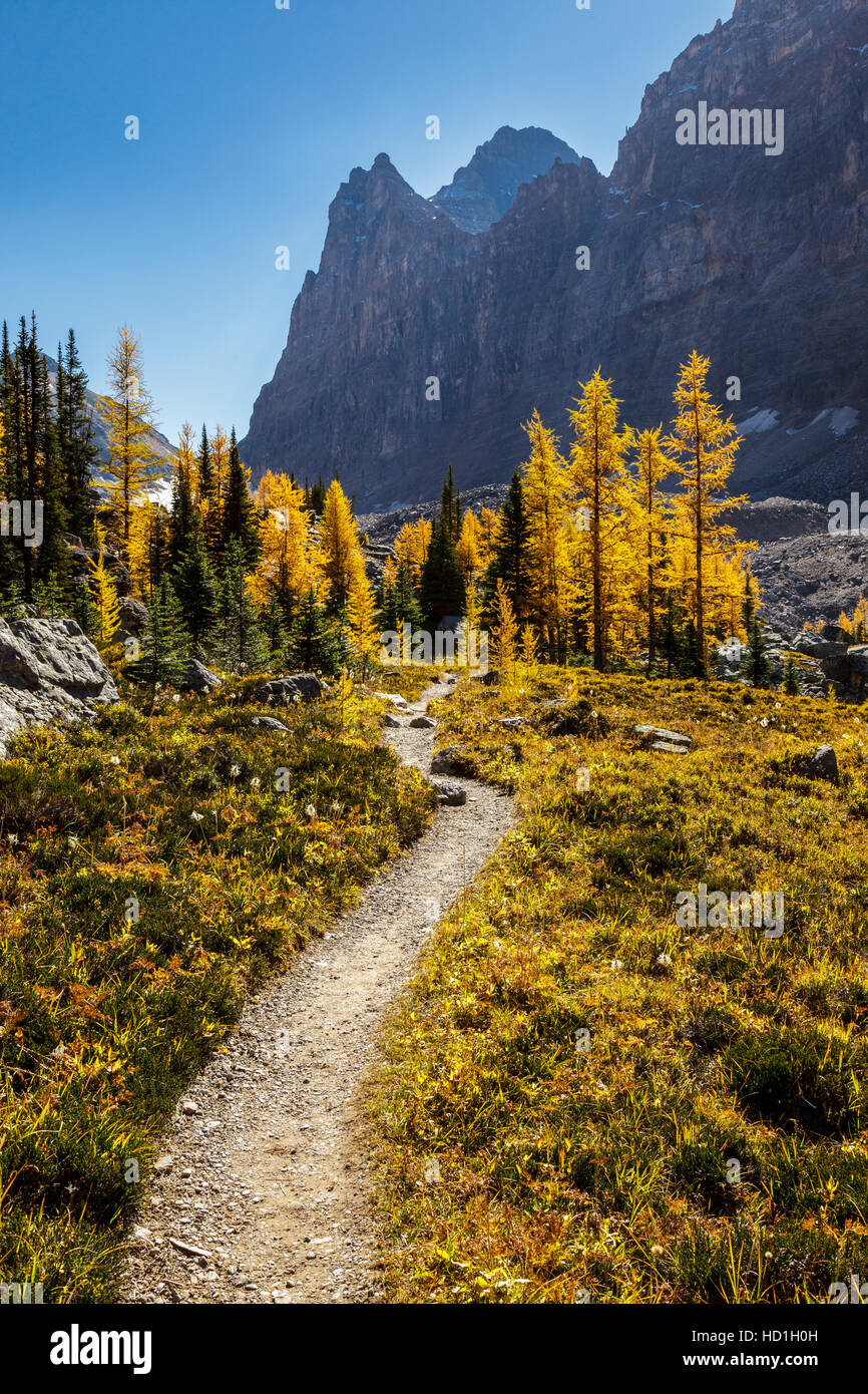 Golden Alpine Larch (Larix lyallii) display their fall color at Lake O ...