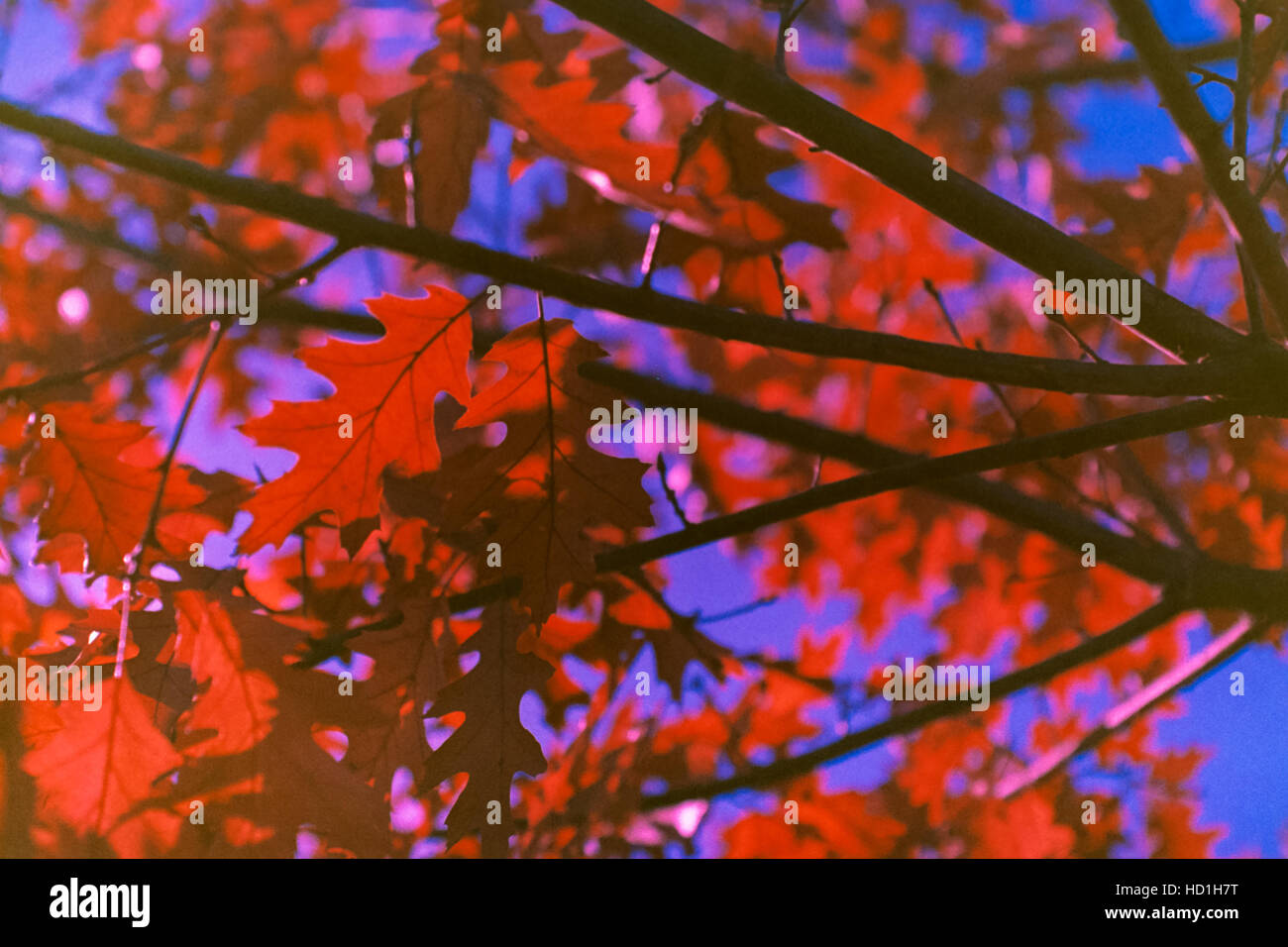 December leaf hi-res stock photography and images - Alamy