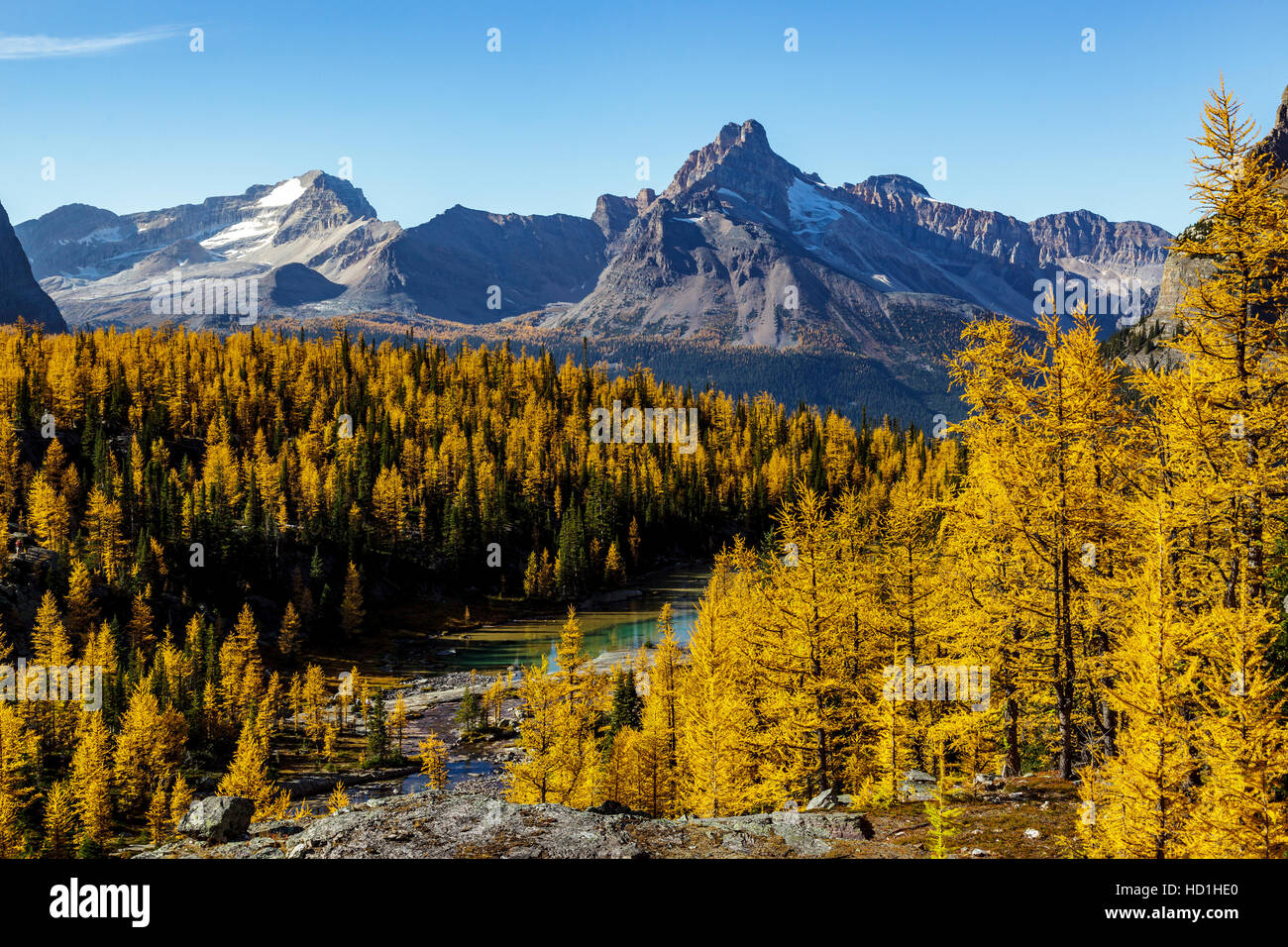 Golden Alpine Larch (Larix lyallii) display their fall color at Lake O ...
