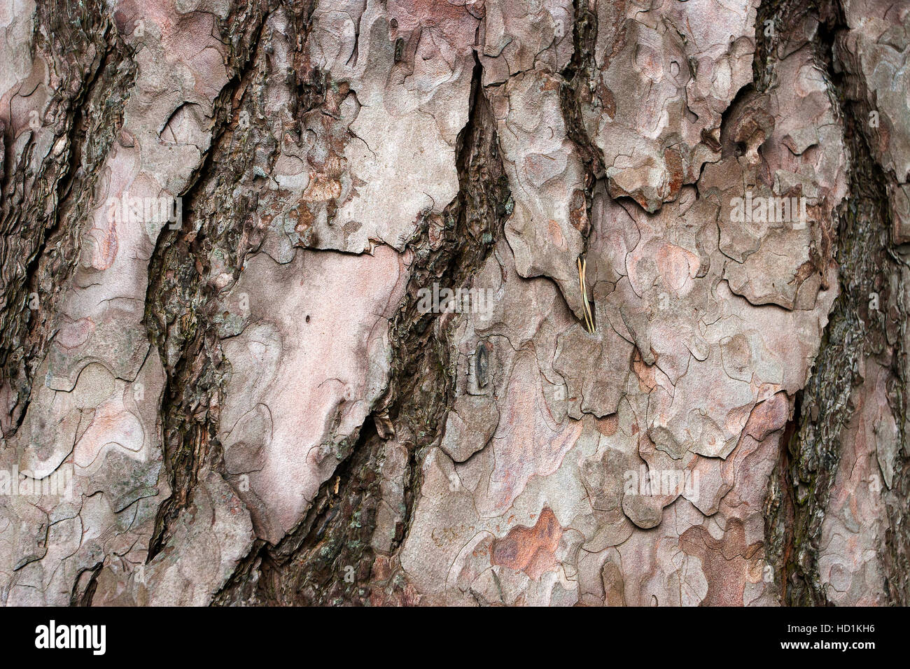textured tactile tree bark Stock Photo - Alamy
