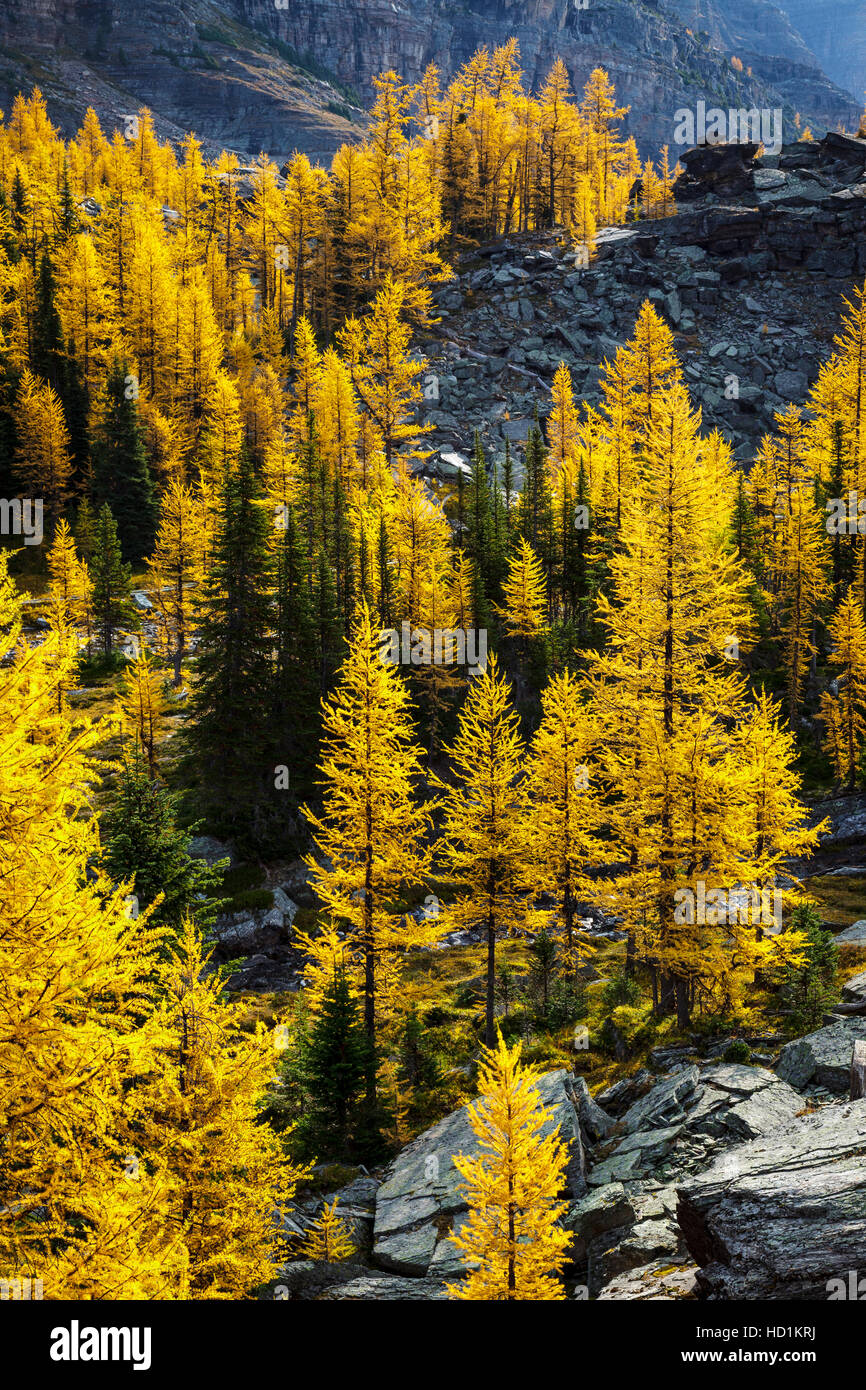 Golden Alpine Larch (Larix lyallii) display their fall color at Lake O ...