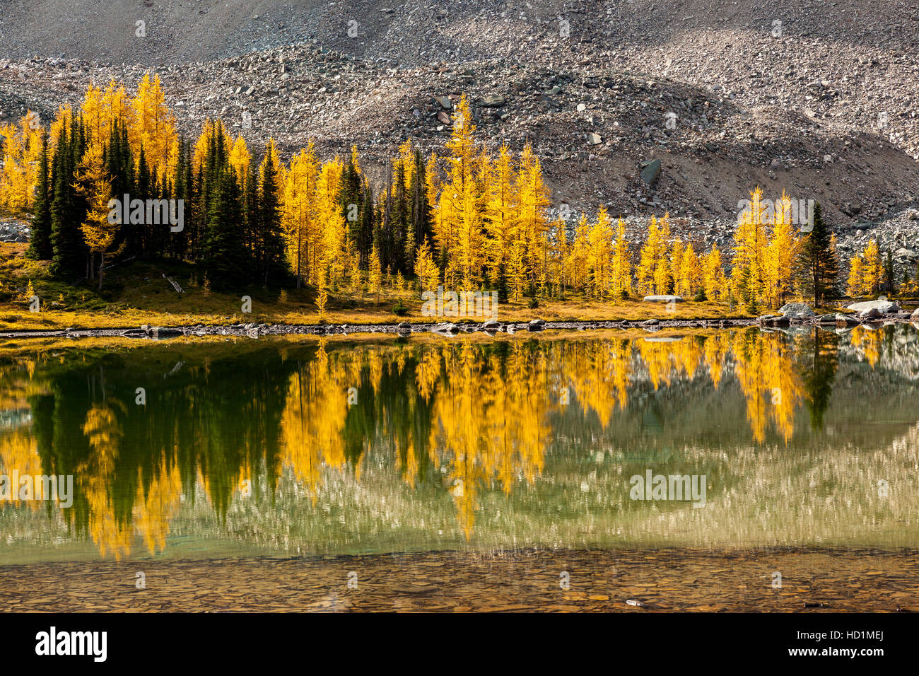 Golden Alpine Larch Larix lyallii are reflected in a mountain tarn ...