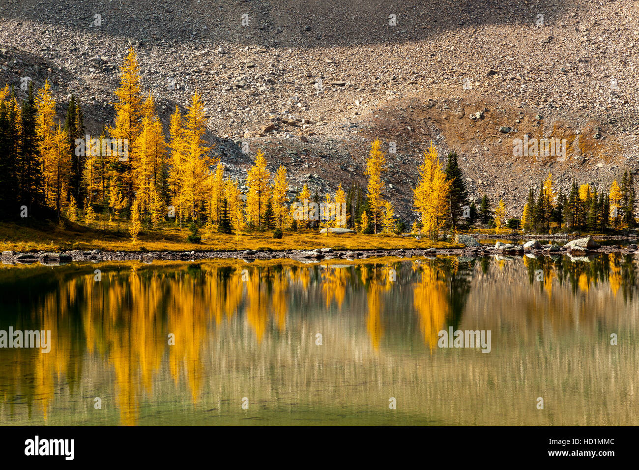 Golden Alpine Larch Larix lyallii are reflected in a mountain tarn ...