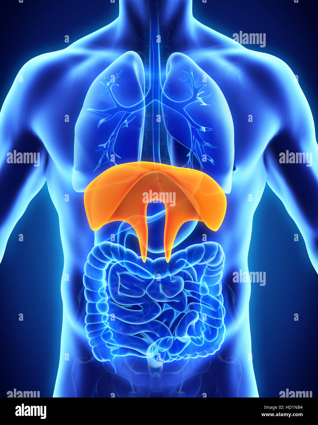 Pars lumbalis hi-res stock photography and images - Alamy