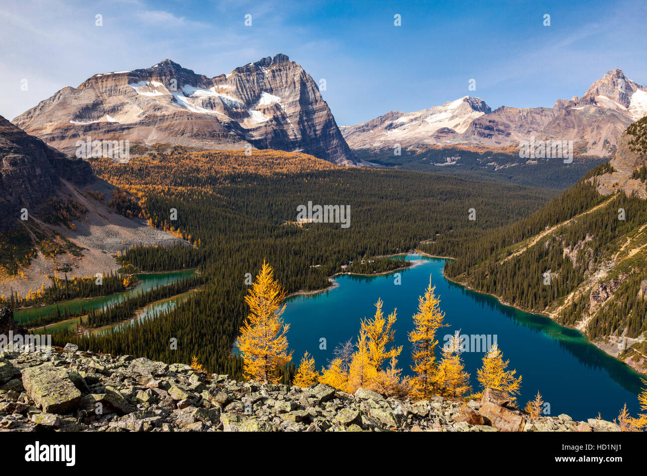 Golden Alpine Larch Larix lyallii in fall color overlooking Lake O'Hara ...