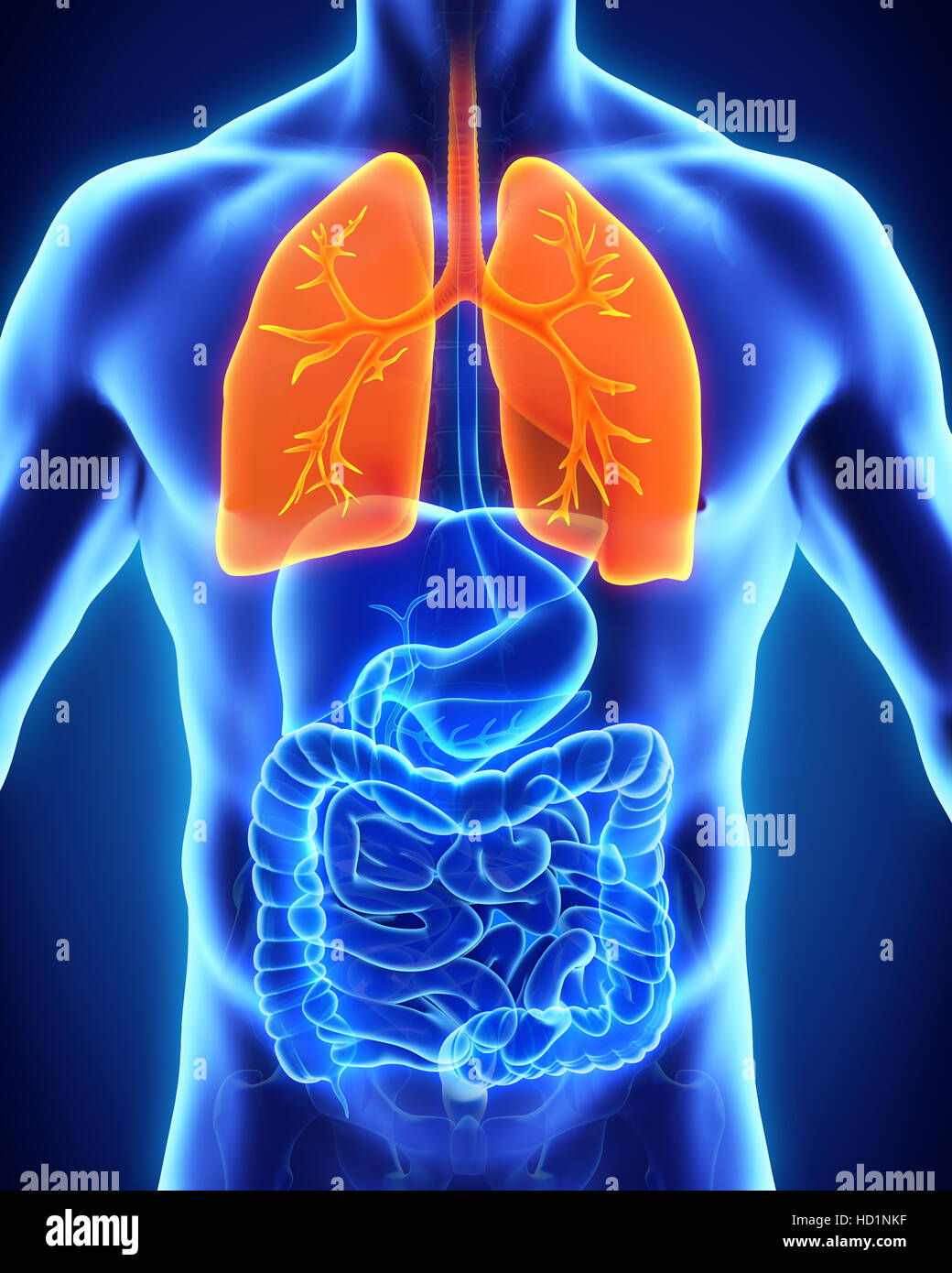 Human Respiratory System Stock Photo - Alamy