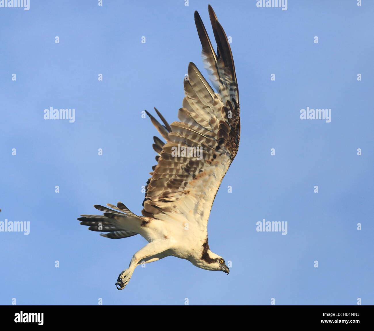 Osprey, Bird of Prey, Migratory Bird Stock Photo - Alamy