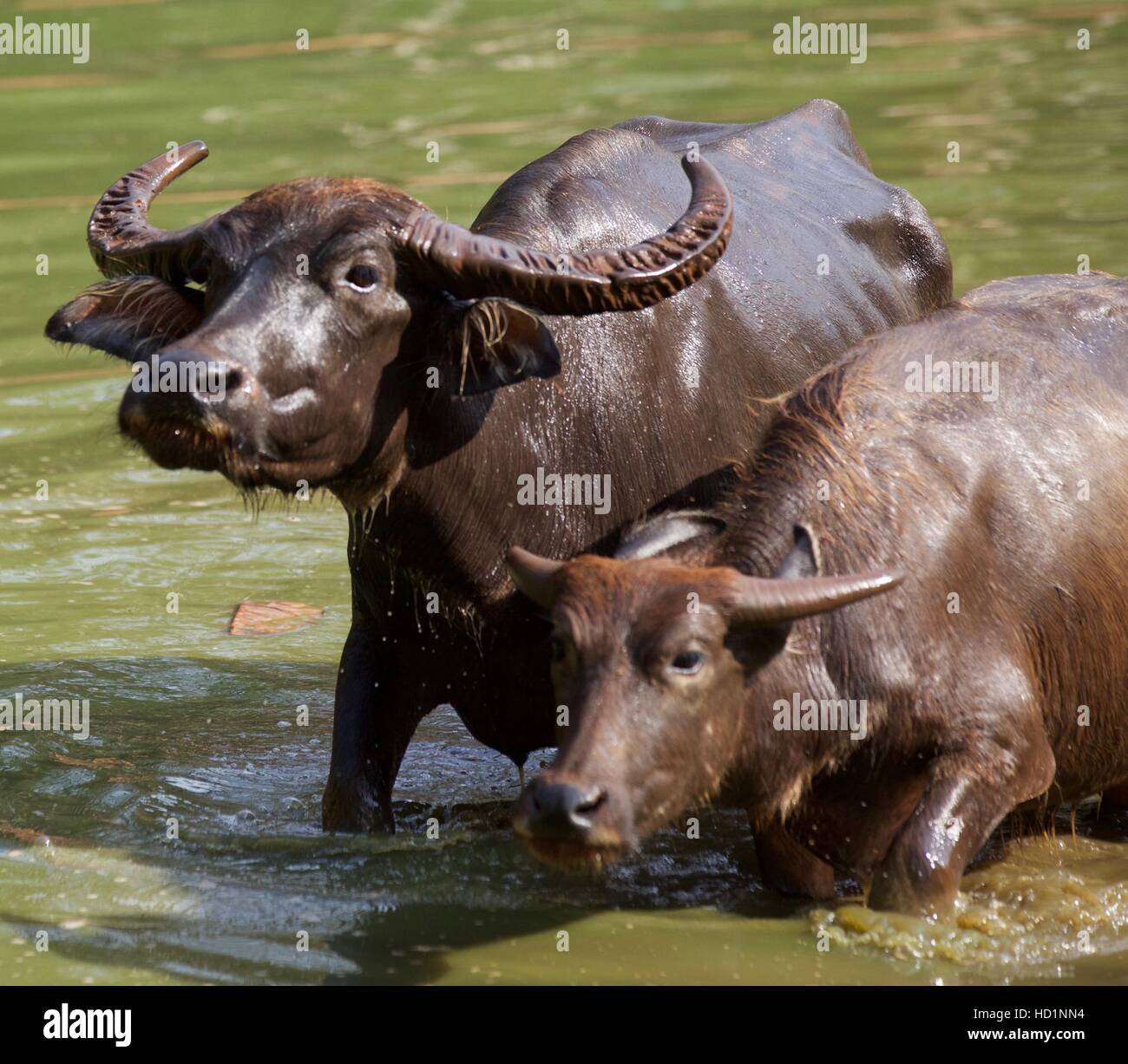 Water Buffalo, Bubalus Babulis Stock Photo - Alamy