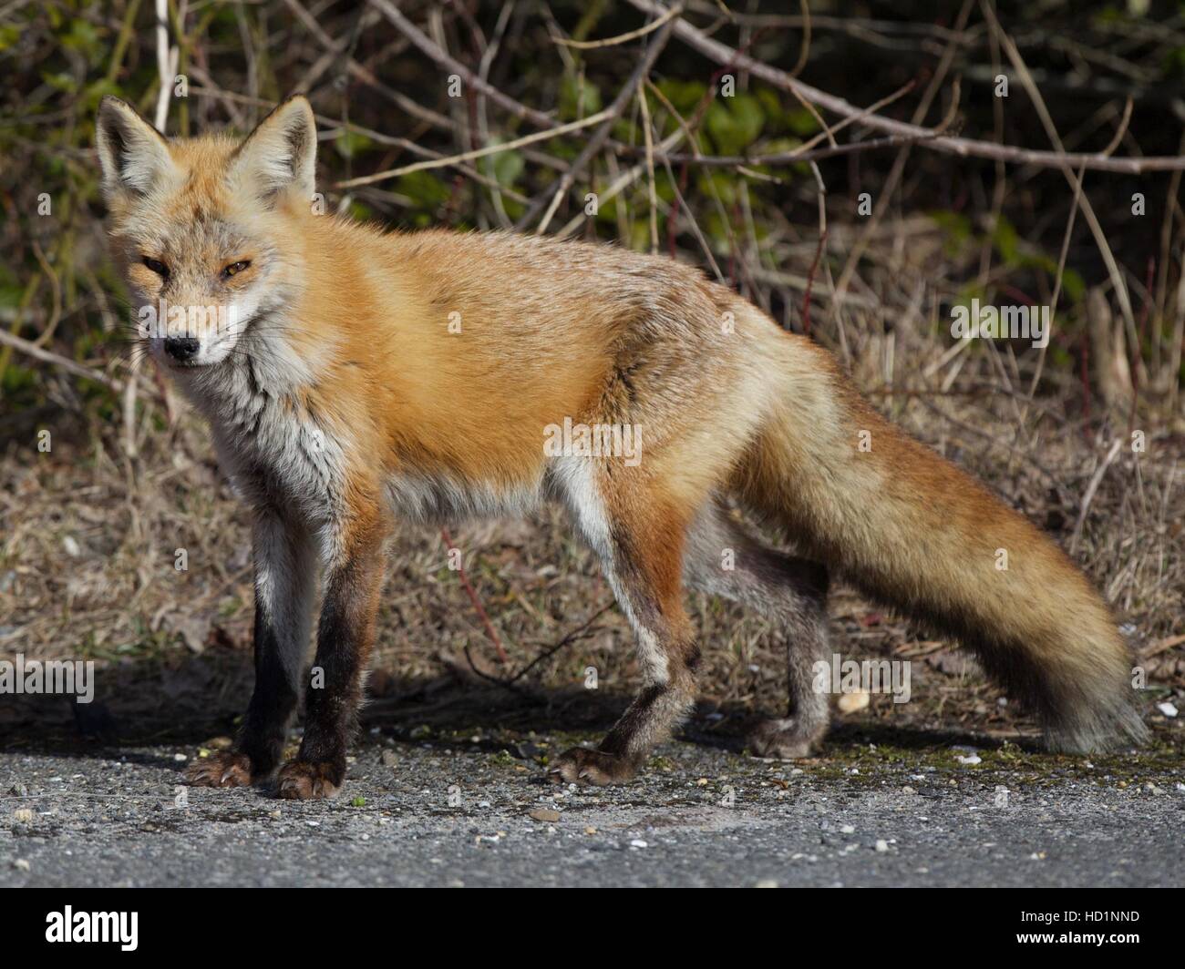 Fox, Red Fox, Wild Dog Stock Photo - Alamy
